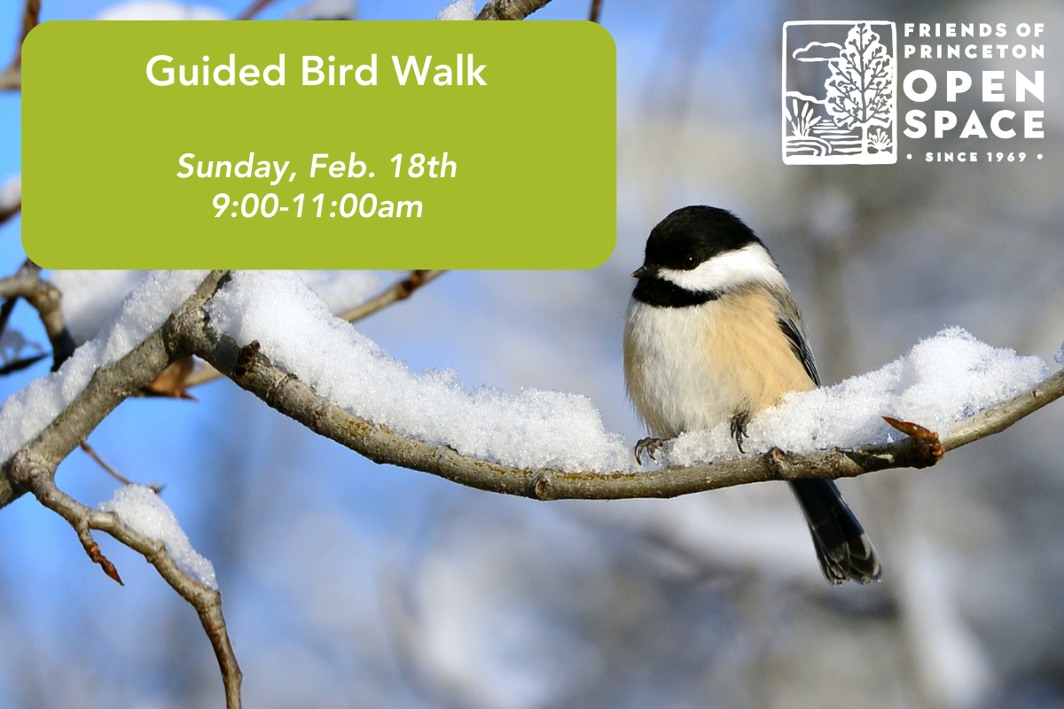 Backyard Bird Count: Guided Bird Walk // 2.18.24 — Friends of Princeton ...