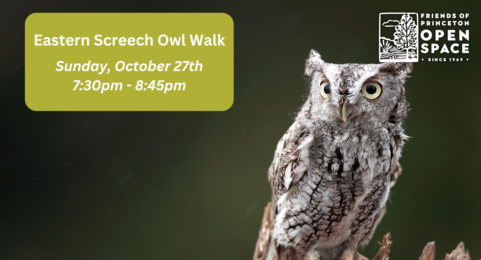 Eastern Screech Owl Walk with South Jersey Wildlife Tours // 10.27.24 ...