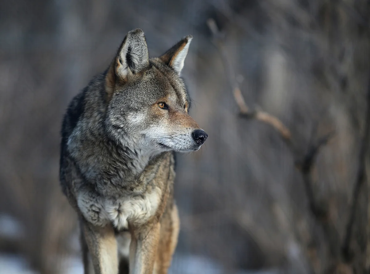 Red Wolf — Wildlife Science Center