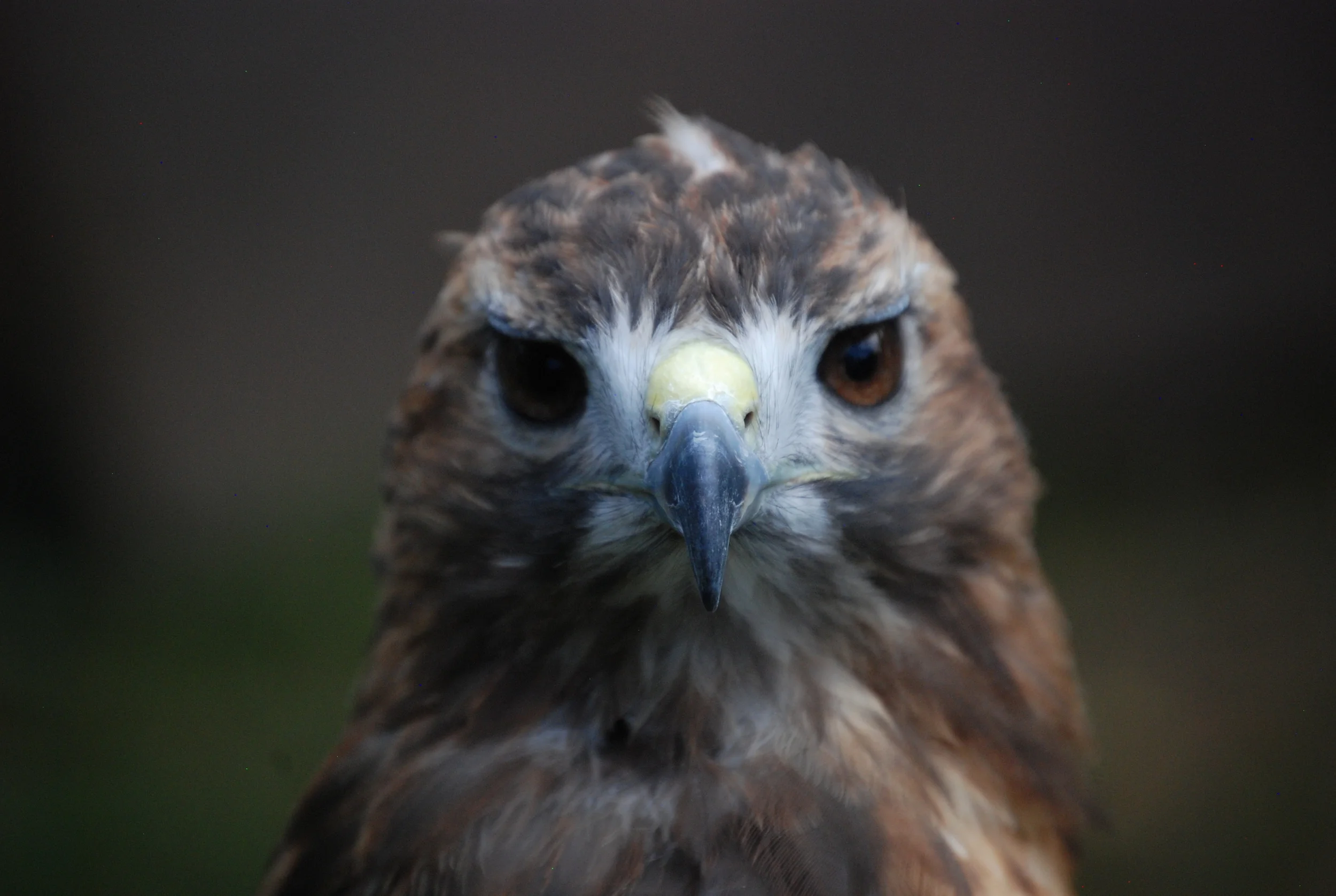 Red-tailed Hawk — Wildlife Science Center