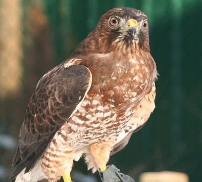 Female Broad Winged Hawk