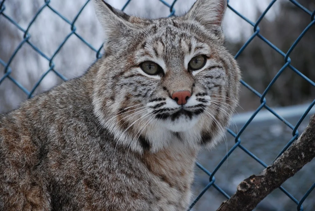 Bobcat — Wildlife Science Center