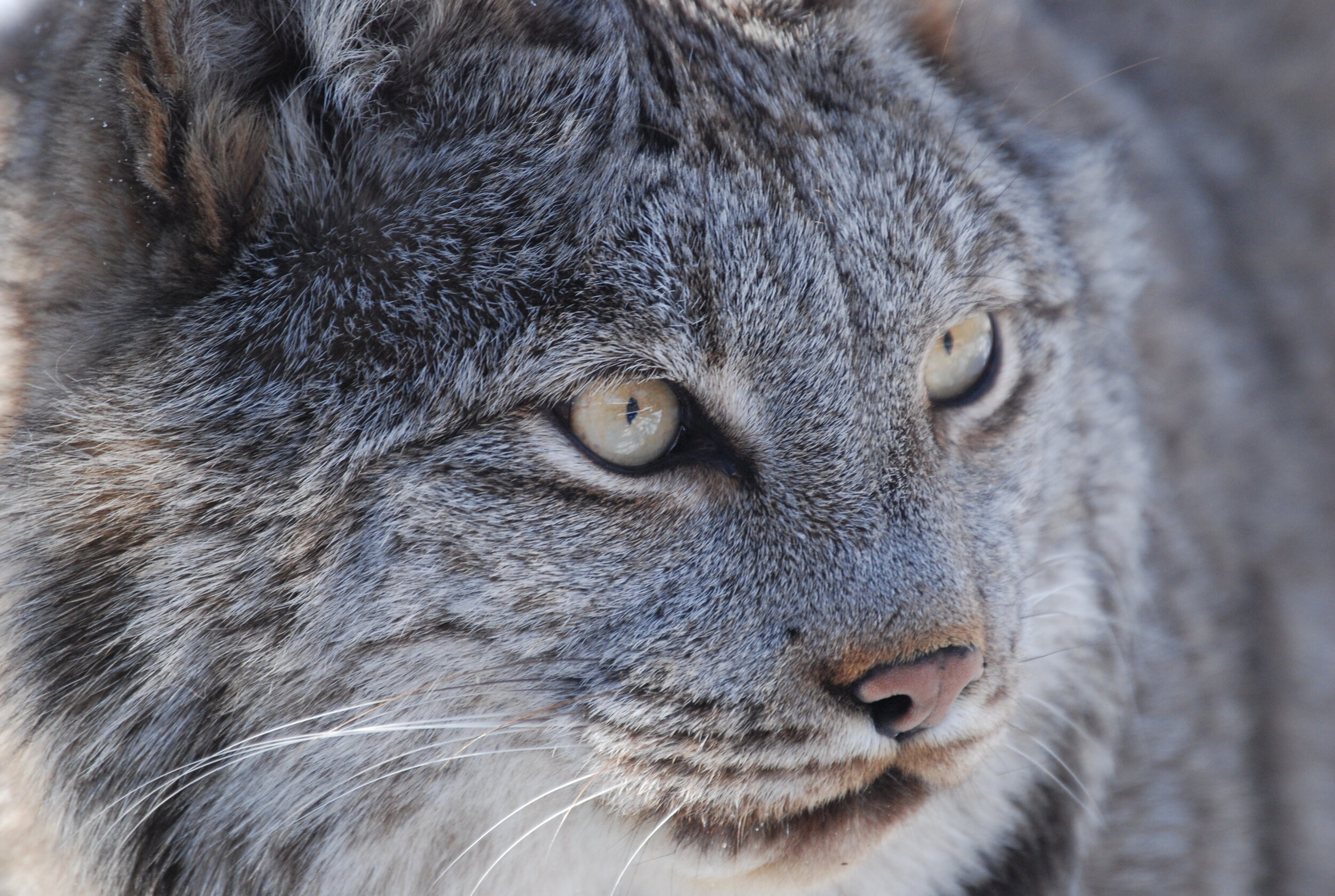 Canadian Lynx Pet