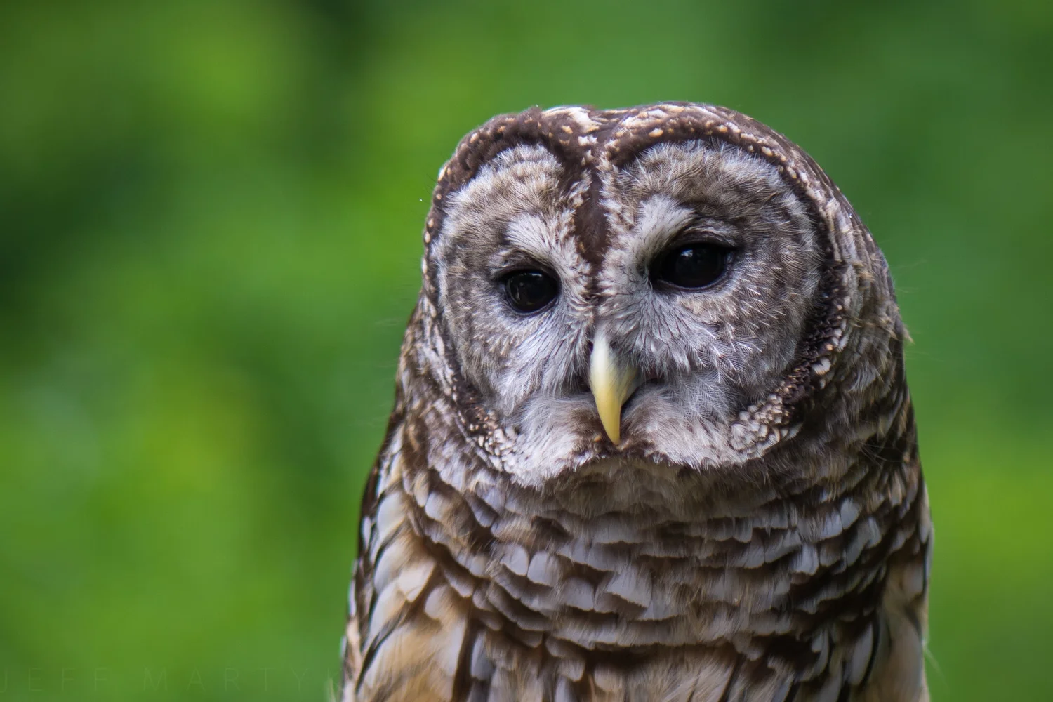 Barred Owl Eyes