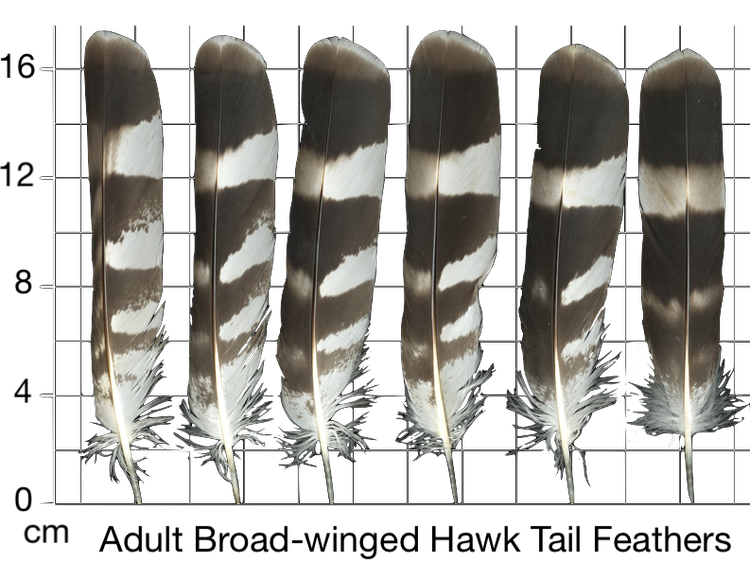 Broad-Winged Hawk — Wildlife Science Center