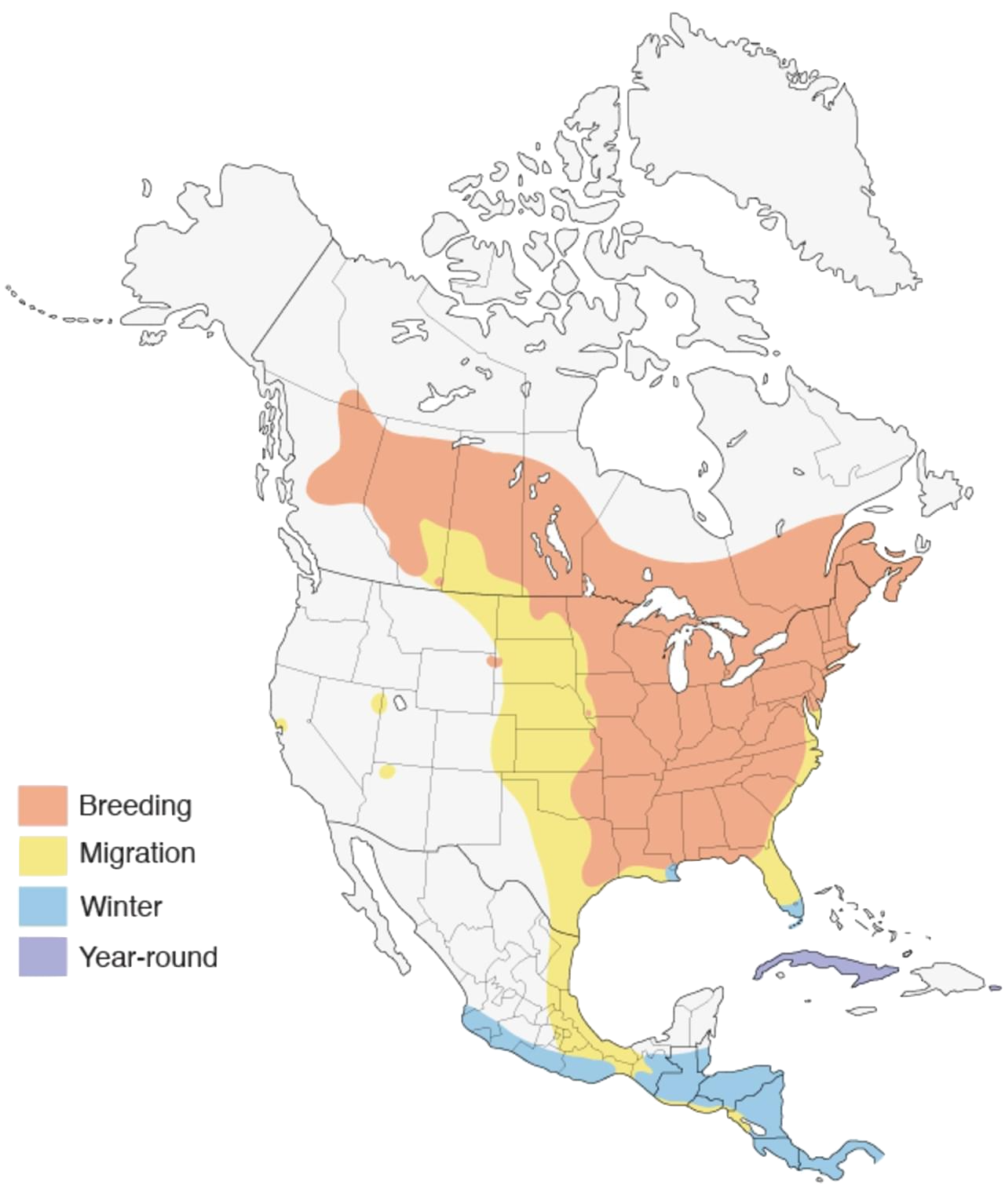 Broad-Winged Hawk — Wildlife Science Center