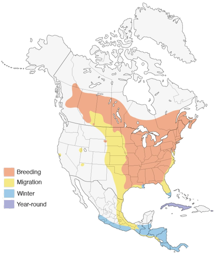 Broad-Winged Hawk — Wildlife Science Center