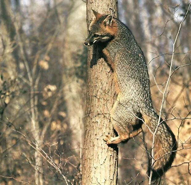 Gray Fox — Wildlife Science Center