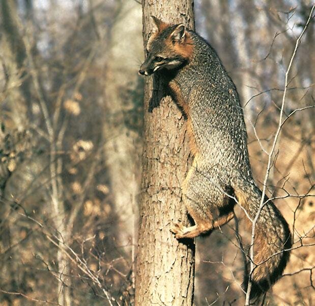 Gray Fox — Wildlife Science Center
