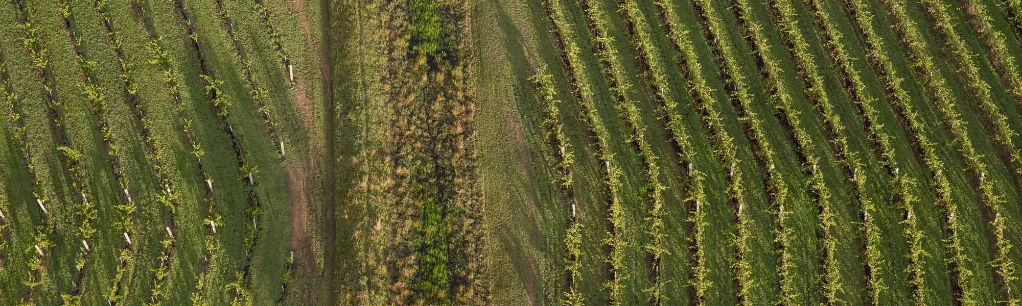 The World's Fruits To You