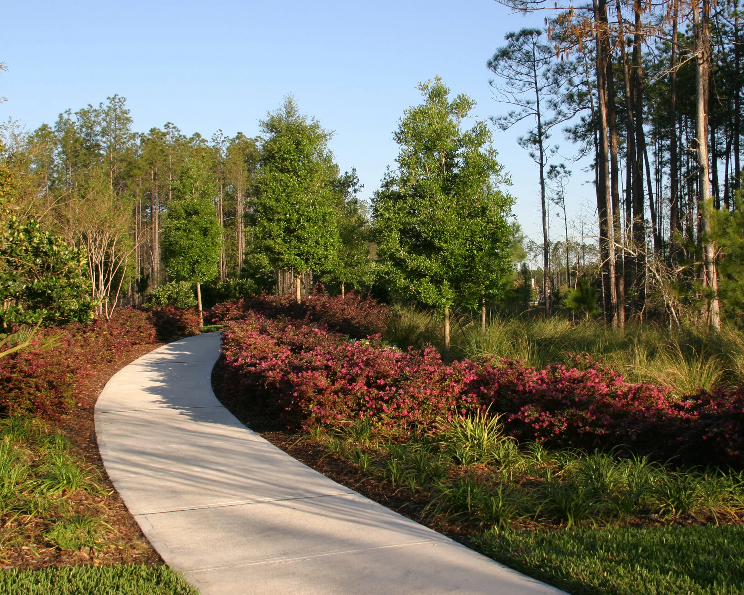 St. Johns Forest — ELM | Ervin Lovett Miller