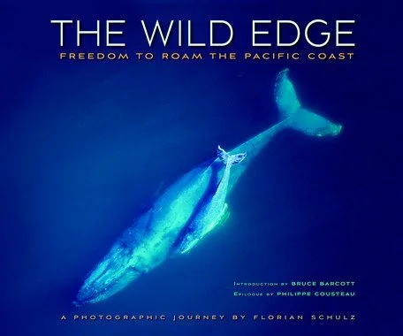 WILD — DragonFire Gallery