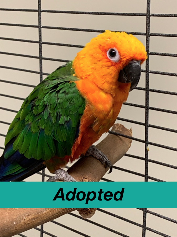 Ready For A Home (Adoption) — Bird Re-Homing Services Inc