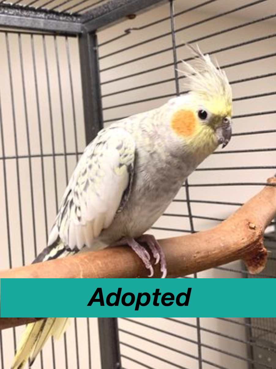 Ready For A Home (Adoption) — Bird Re-Homing Services Inc