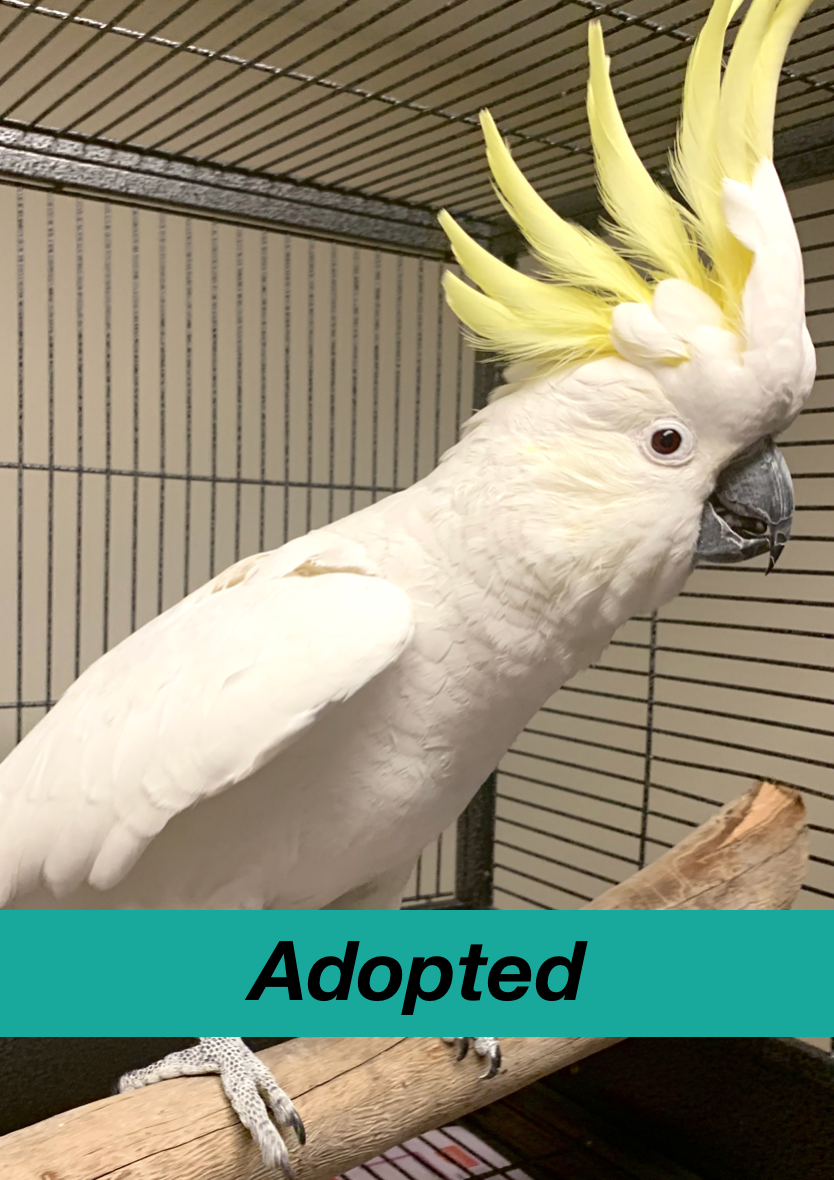 Ready For A Home (Adoption) — Bird Re-Homing Services Inc