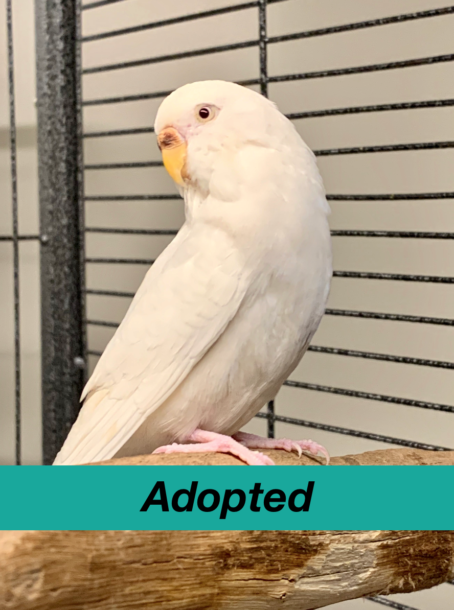 Ready For A Home (Adoption) — Bird Re-Homing Services Inc
