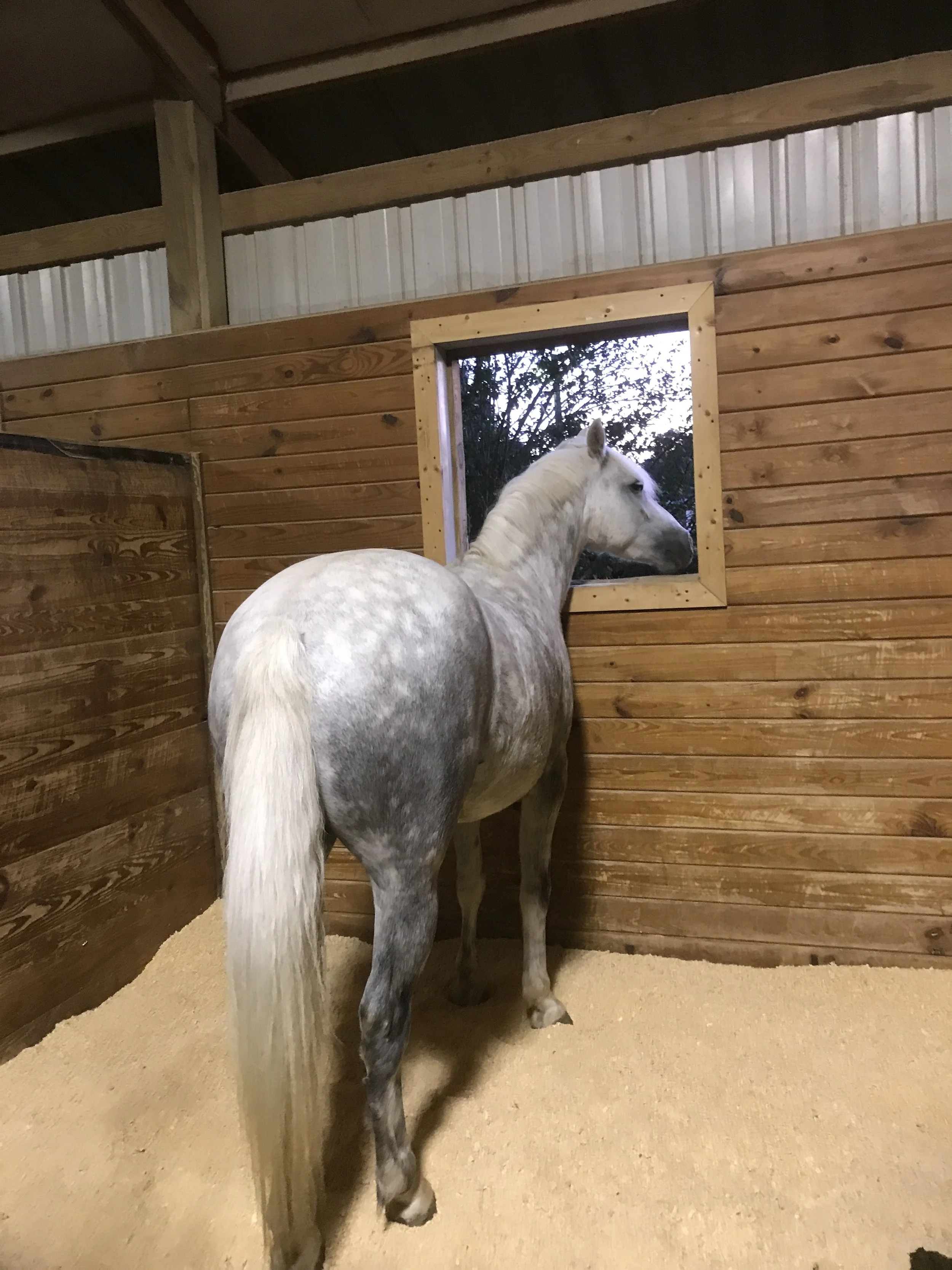 Canter Hill Stables