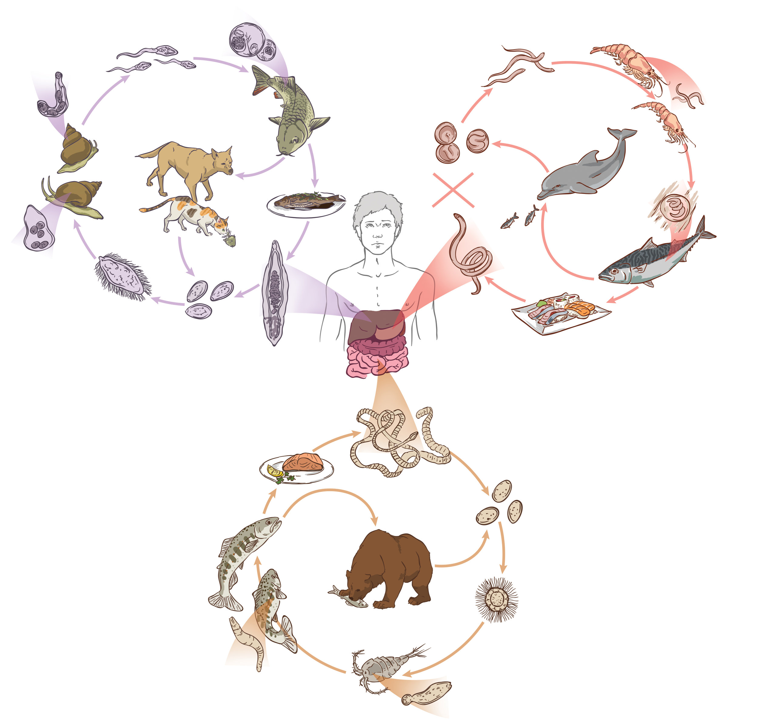 Parasitology Internship — Mona Luo