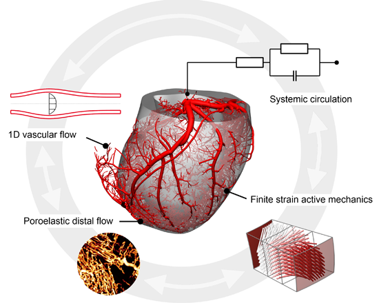 Whole Organ Perfusion — H&VM Group