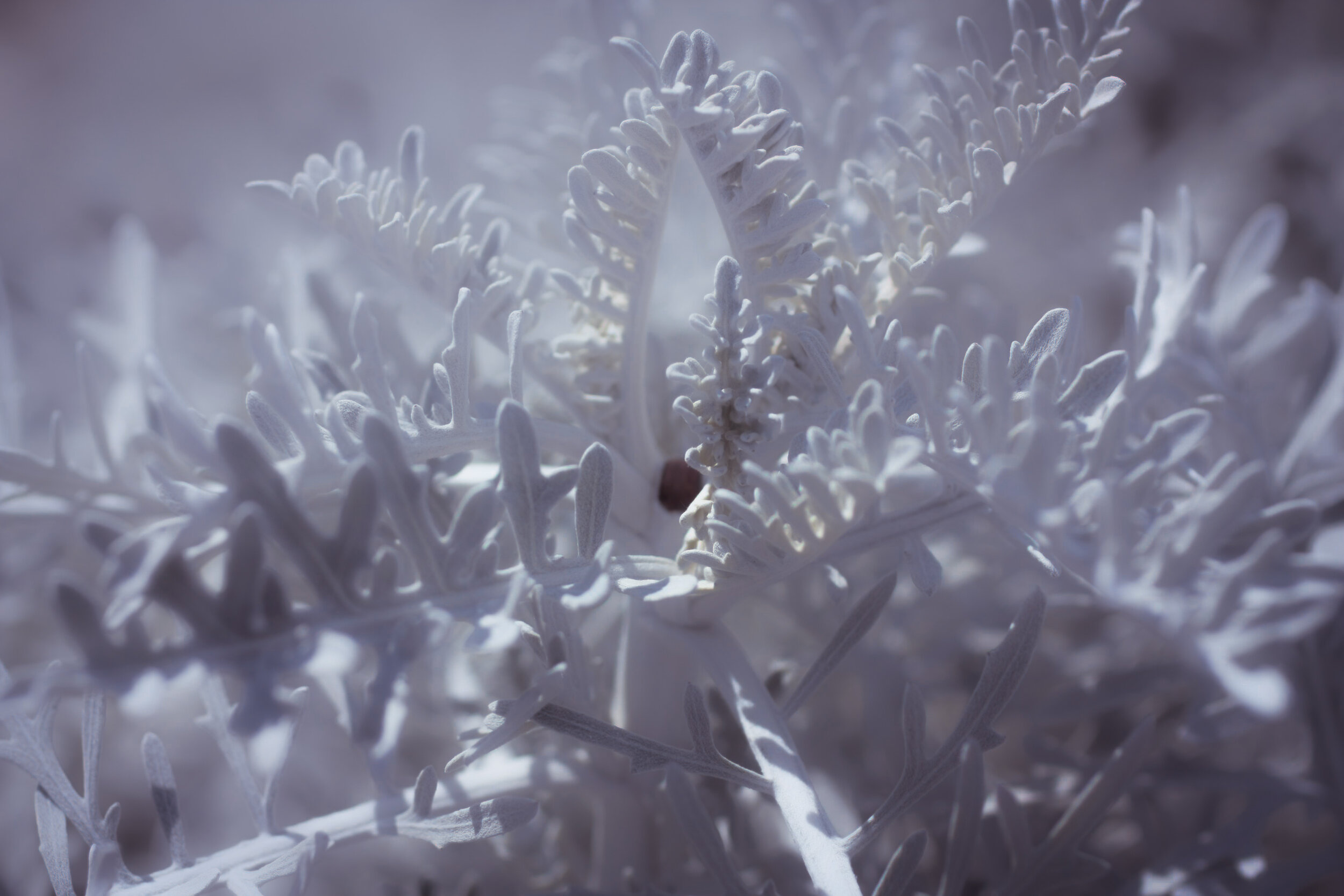 Matthew Crenshaw's Portfolio