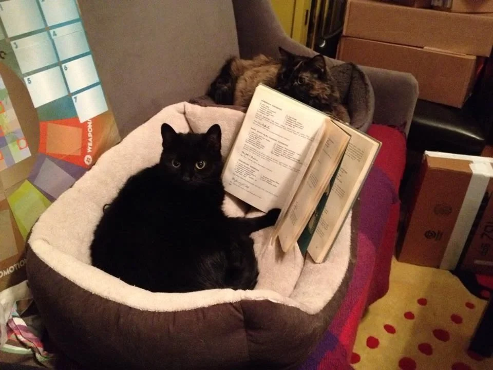 IG Cats — Inverse Genius