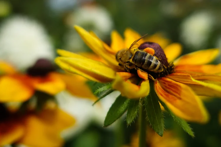 Buzzwords Blog — New York Bee Sanctuary