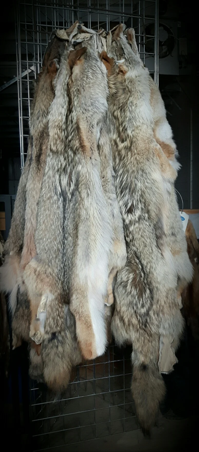 Retail Fur Pelts — Natural Canadian Fur Products