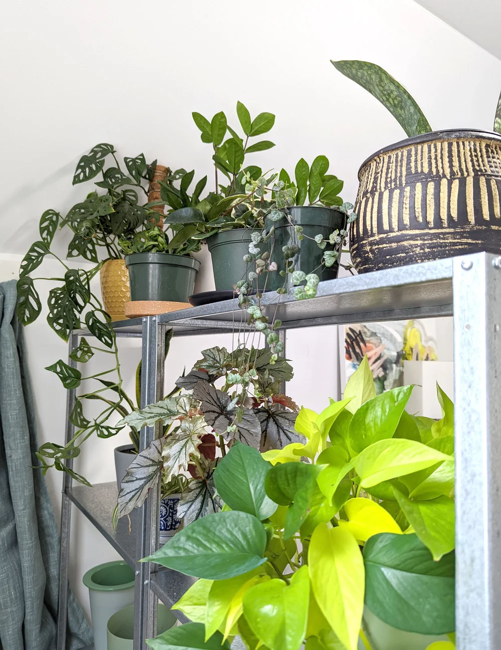 How to Pick Plants for your Studio! — E.H. Sherman