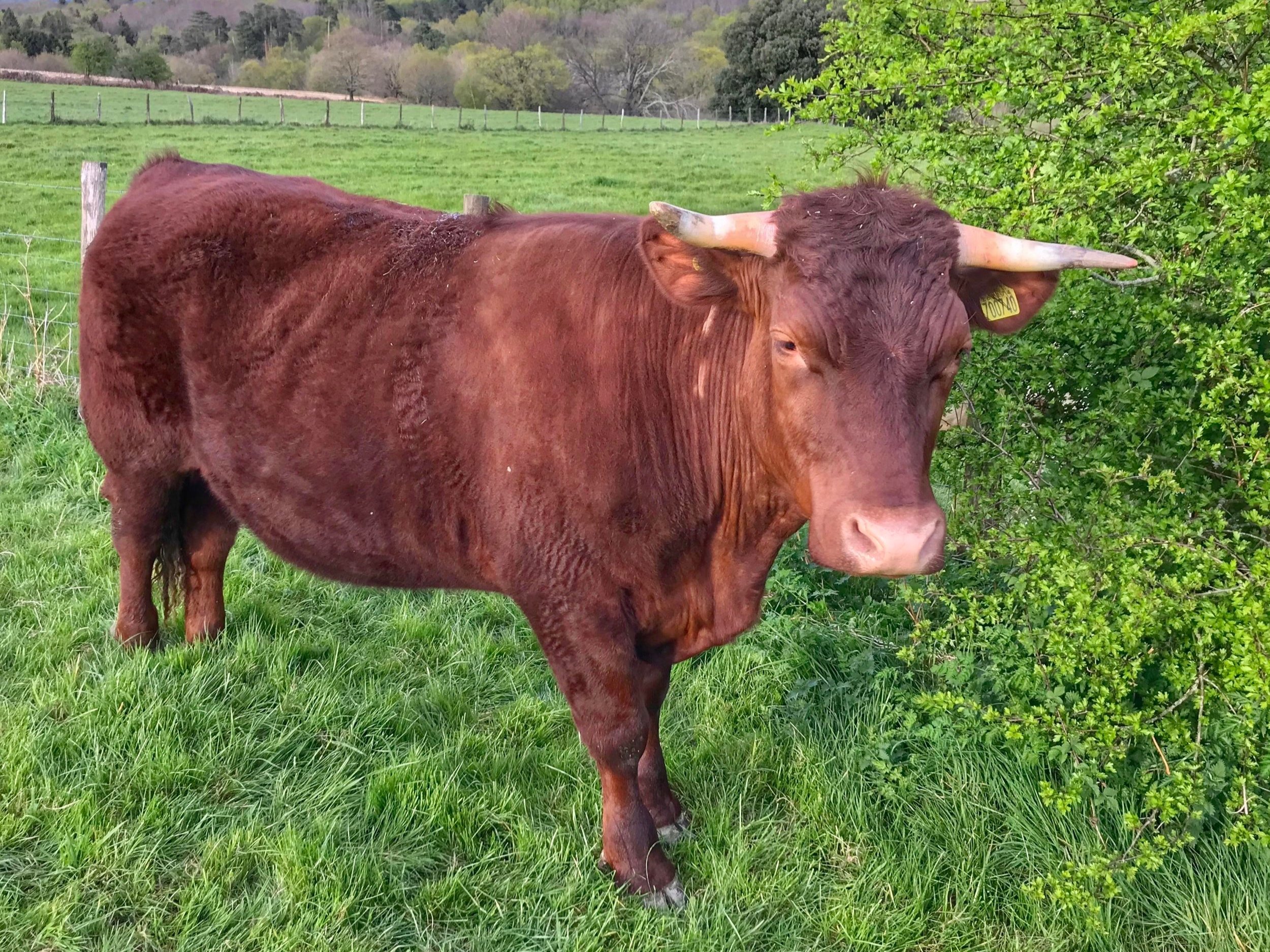 Grass fed Sussex beef — Plaw Hatch Farm