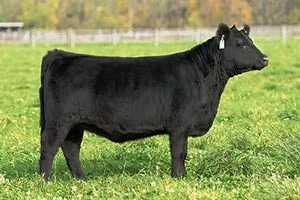 About the Animals — BF Farms