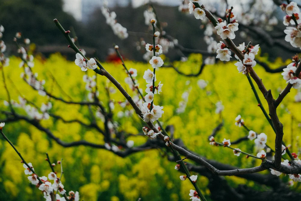 Favorite Places // Hamarikyu Gardens — Nomad in Nihon