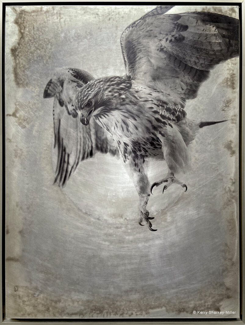 SpringAlex Ferrone Gallery