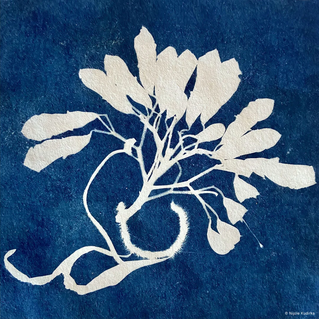 SpringAlex Ferrone Gallery