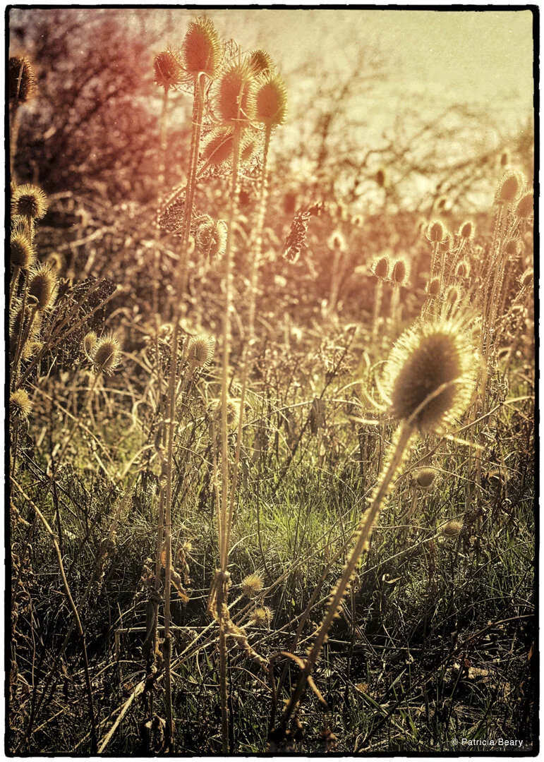 SpringAlex Ferrone Gallery