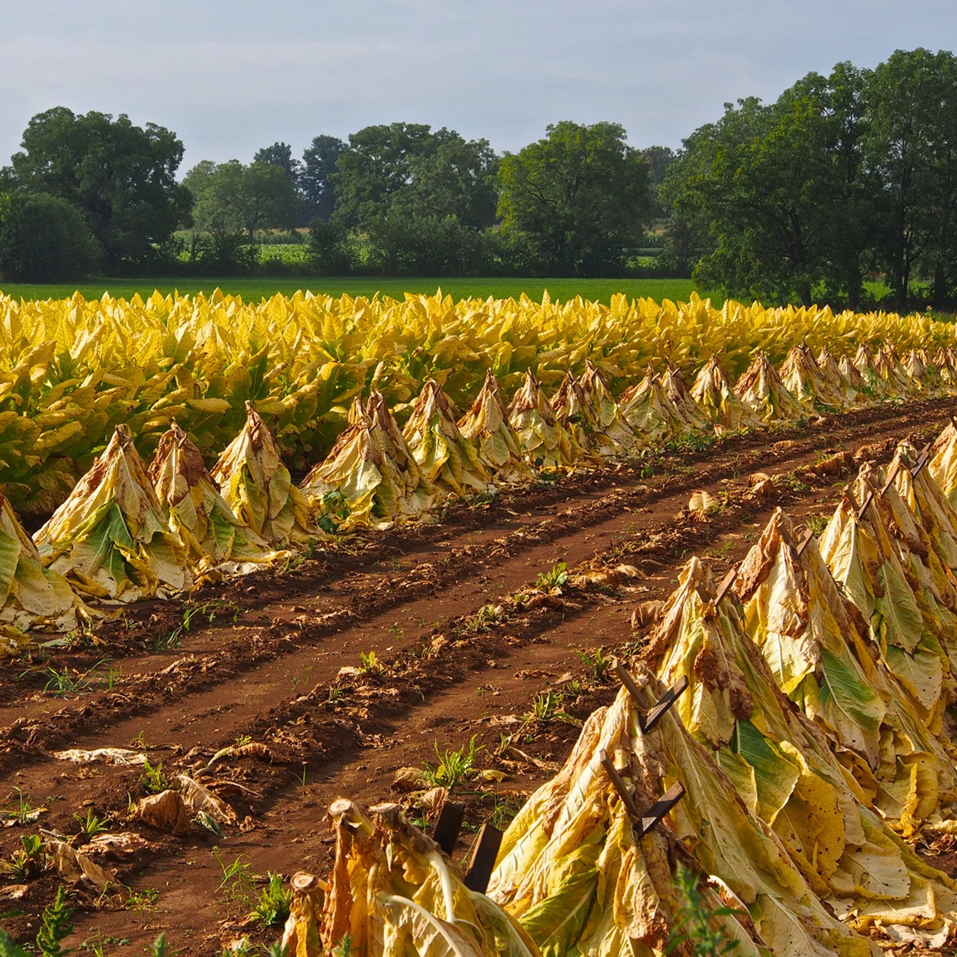 Peter Handler, Amish Tobacco FieldFarms 2Alex Ferrone Gallery