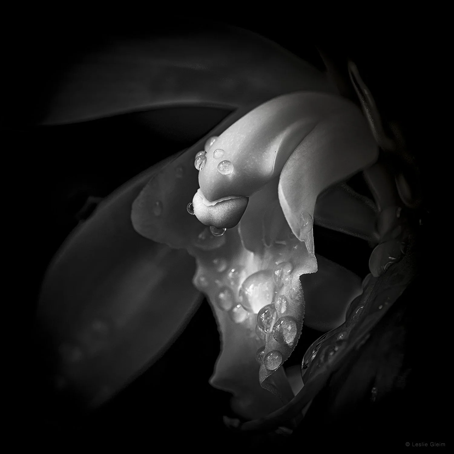 Leslie Gleim, Simplicity VUnframed24Alex Ferrone Gallery