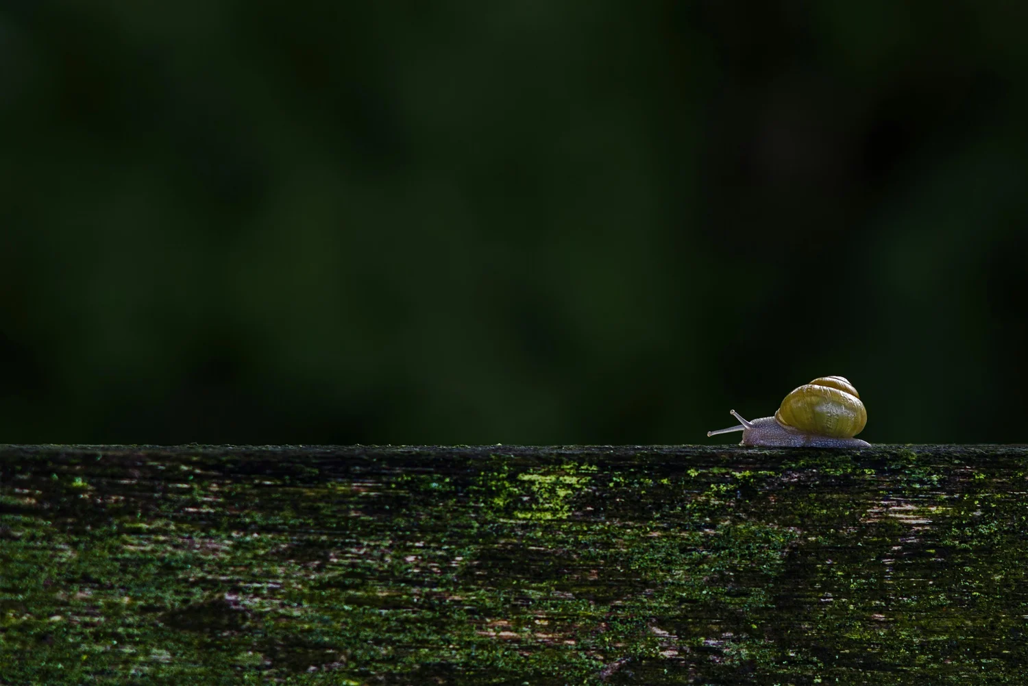 Understanding the Dual Process Model of Grief | Evolve In Nature