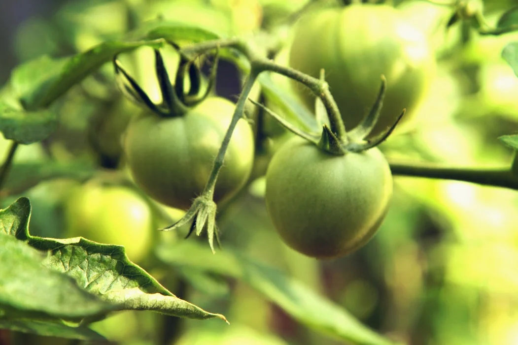 Green Tomato Extract Power: What Tomatidine Supplements Can Do — Life's ...