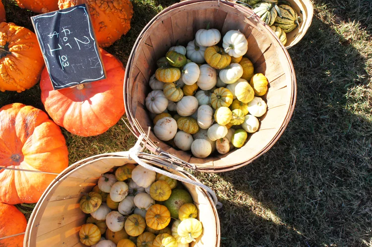 It's Pumpkin Night! — Little House Studio