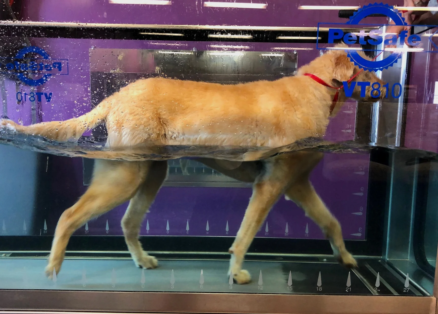 Physical Therapy — Touch Animal Rehabilitation