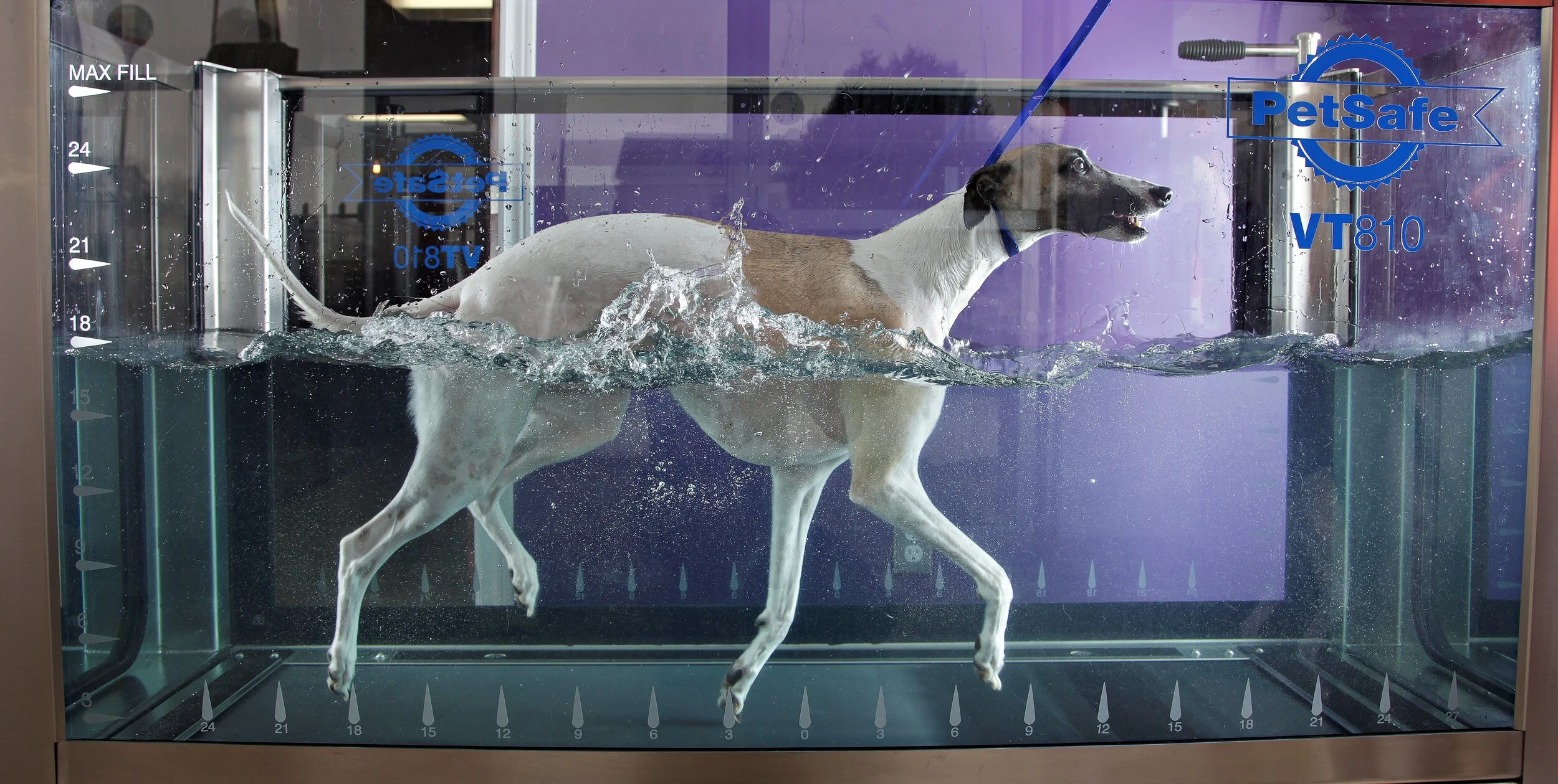 Touch Animal Rehabilitation