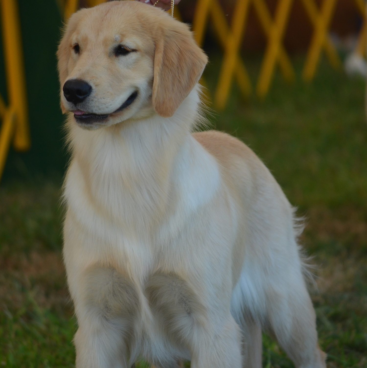 Blog — Goldenway Goldens