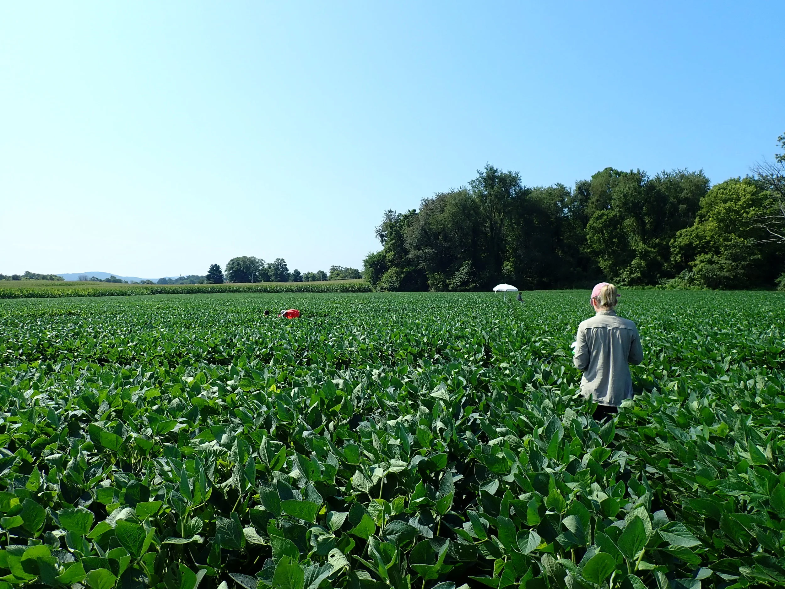 microbes in agriculture — Burghardt Lab