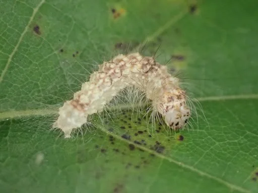 Remembering Summer (Caterpillar) Celebrities — Burghardt Lab