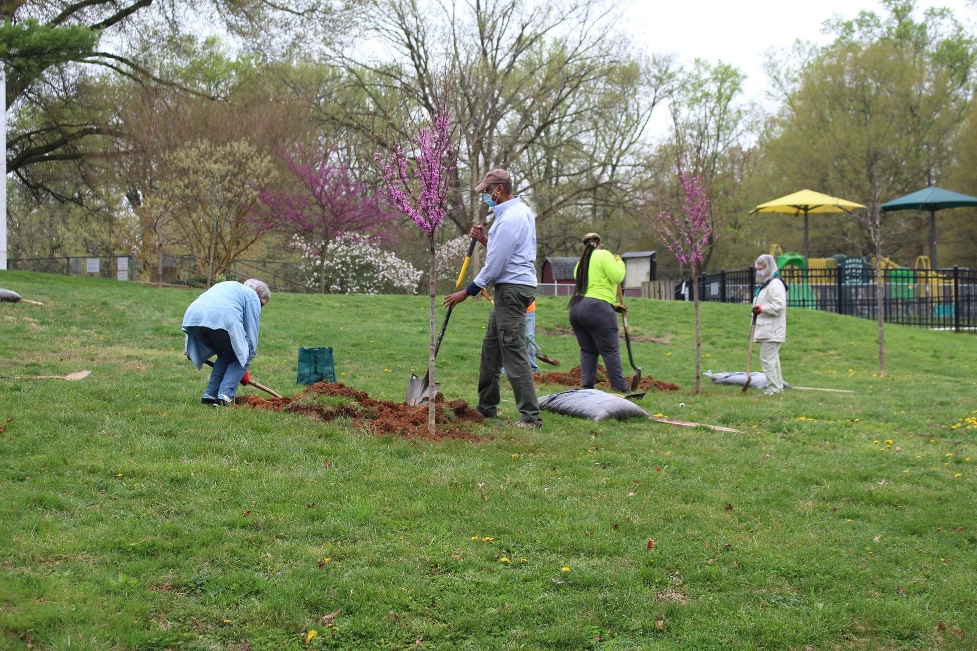 Maryland s 5 Million Trees Project Burghardt Lab maryland-s-5-million-trees-project-burghardt-lab