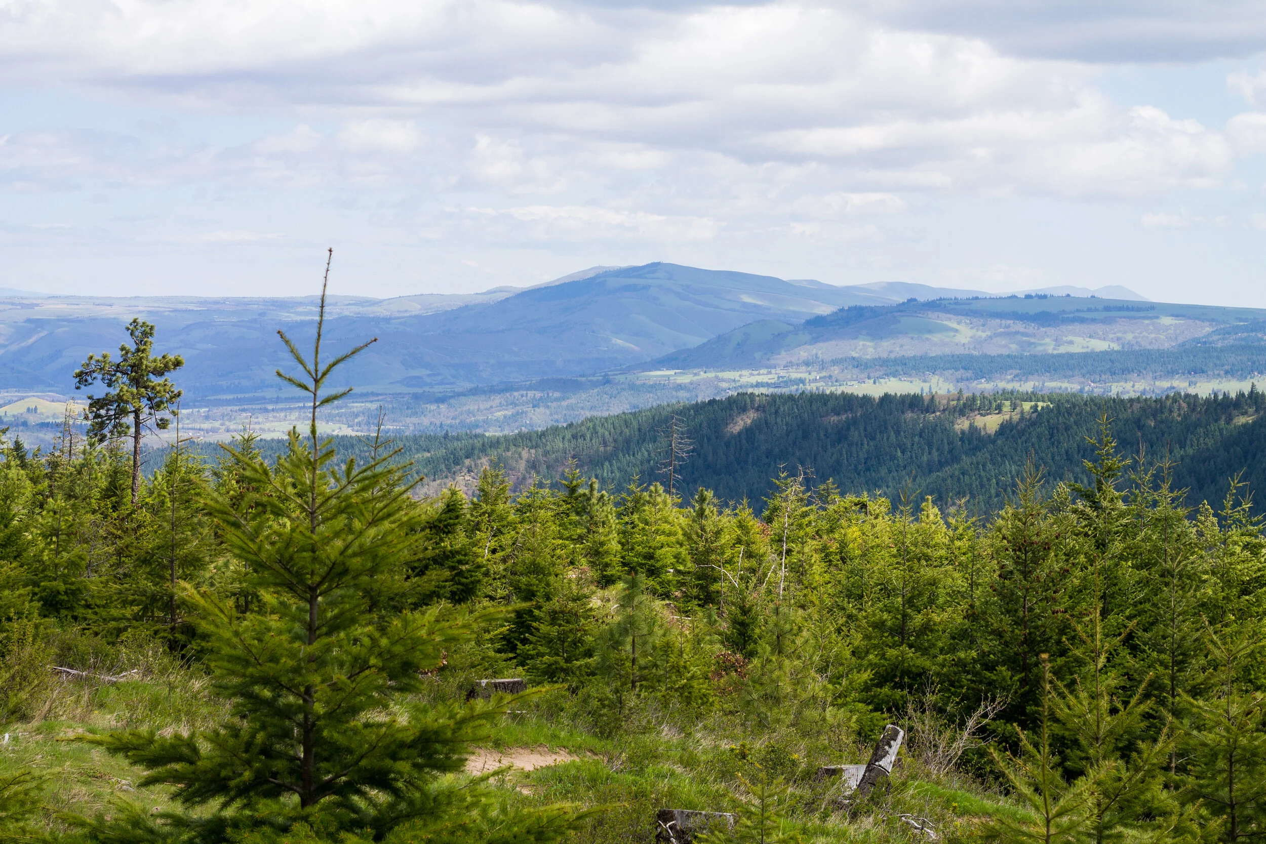 Subterranean Movement — Loam Coffee