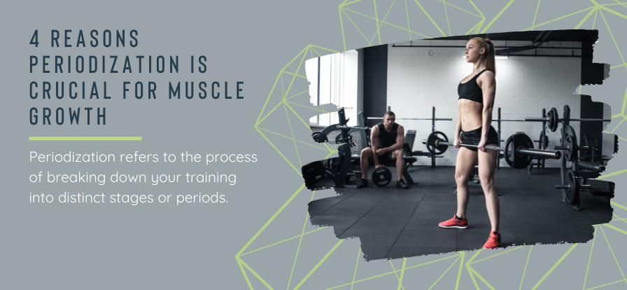 4 Reasons Periodization is Crucial for Muscle Growth | Ebylife ...