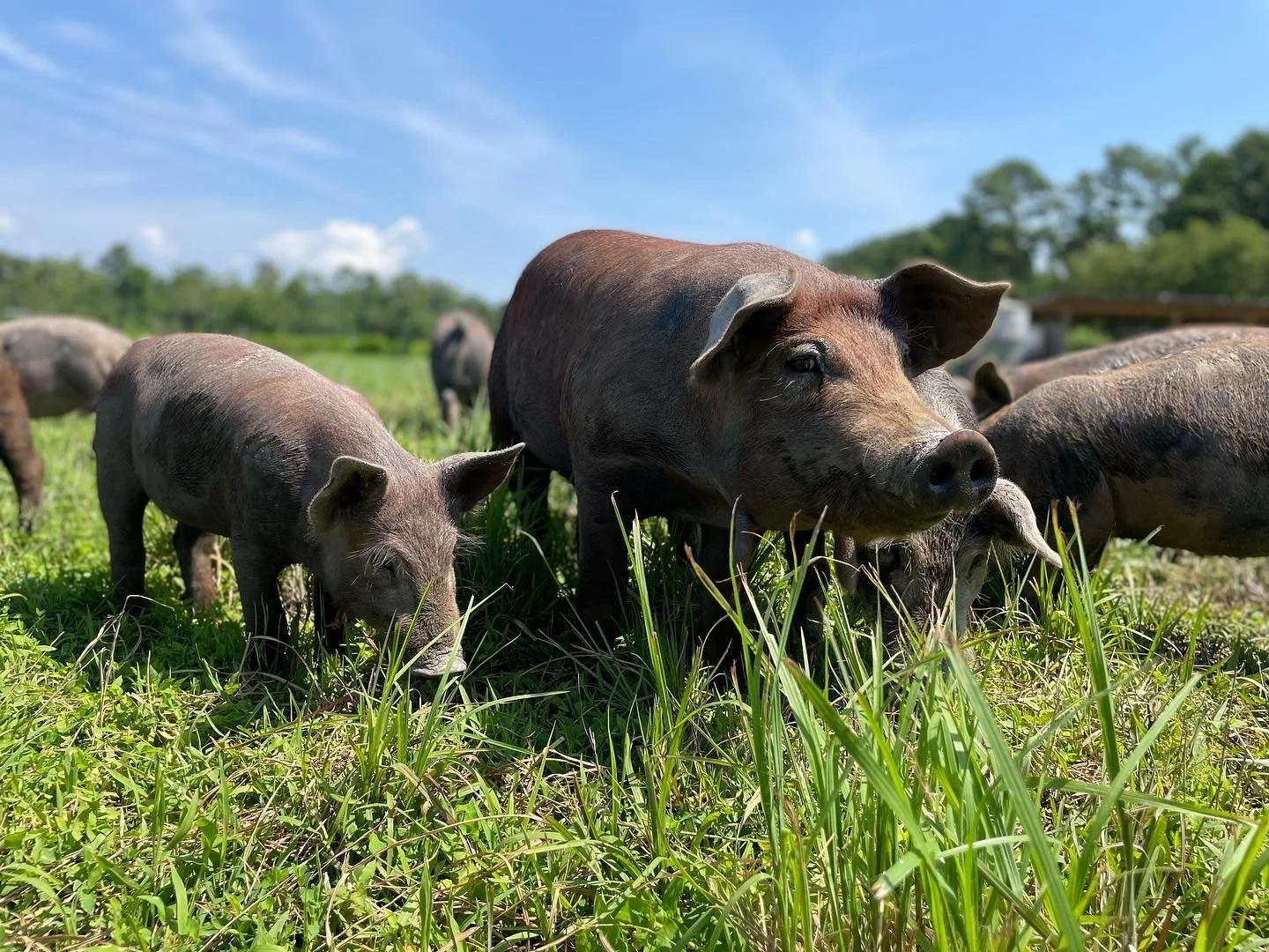 Cartwright Family Farms