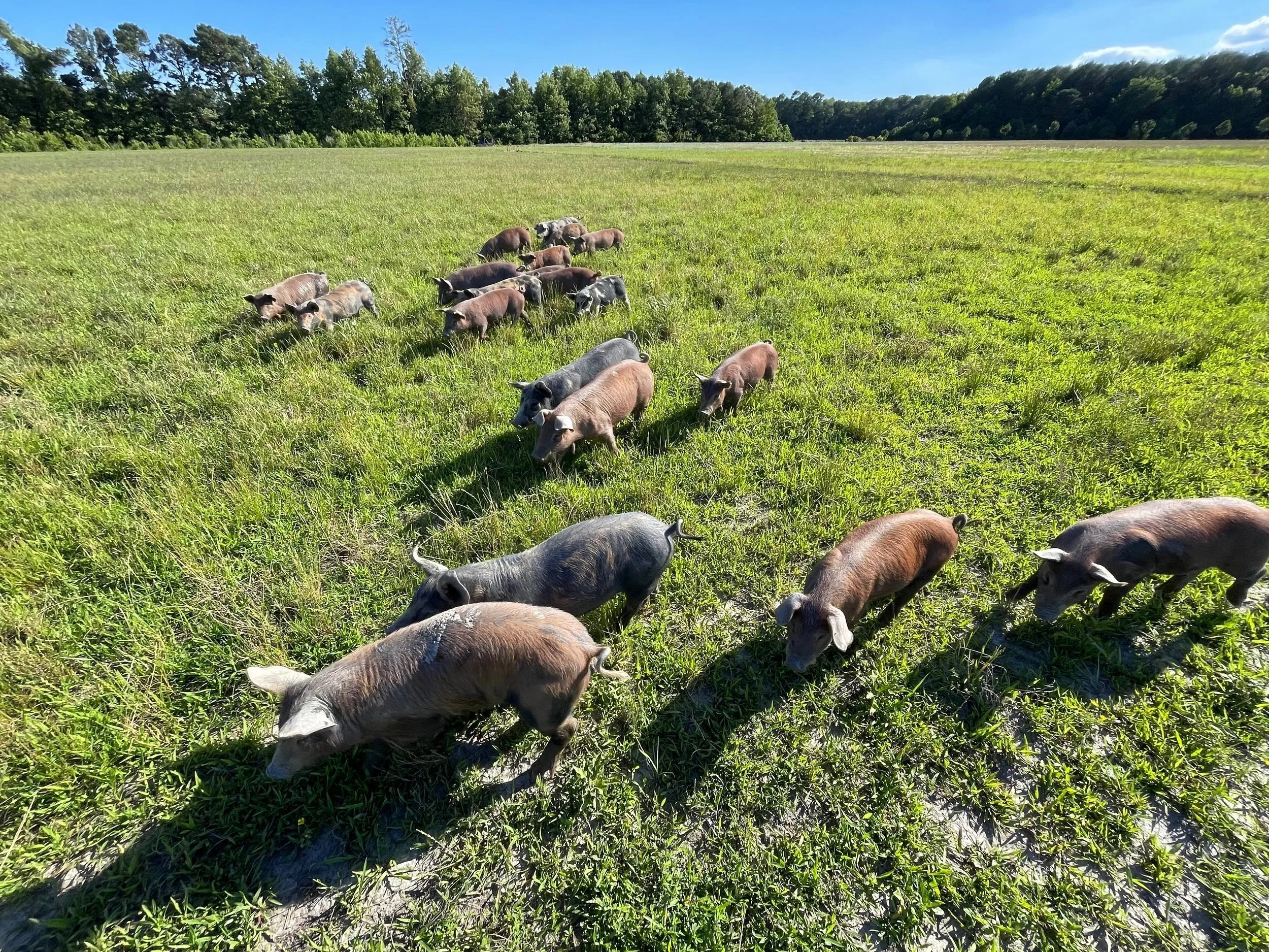 Whole and Half Hog Packages — Cartwright Family Farms
