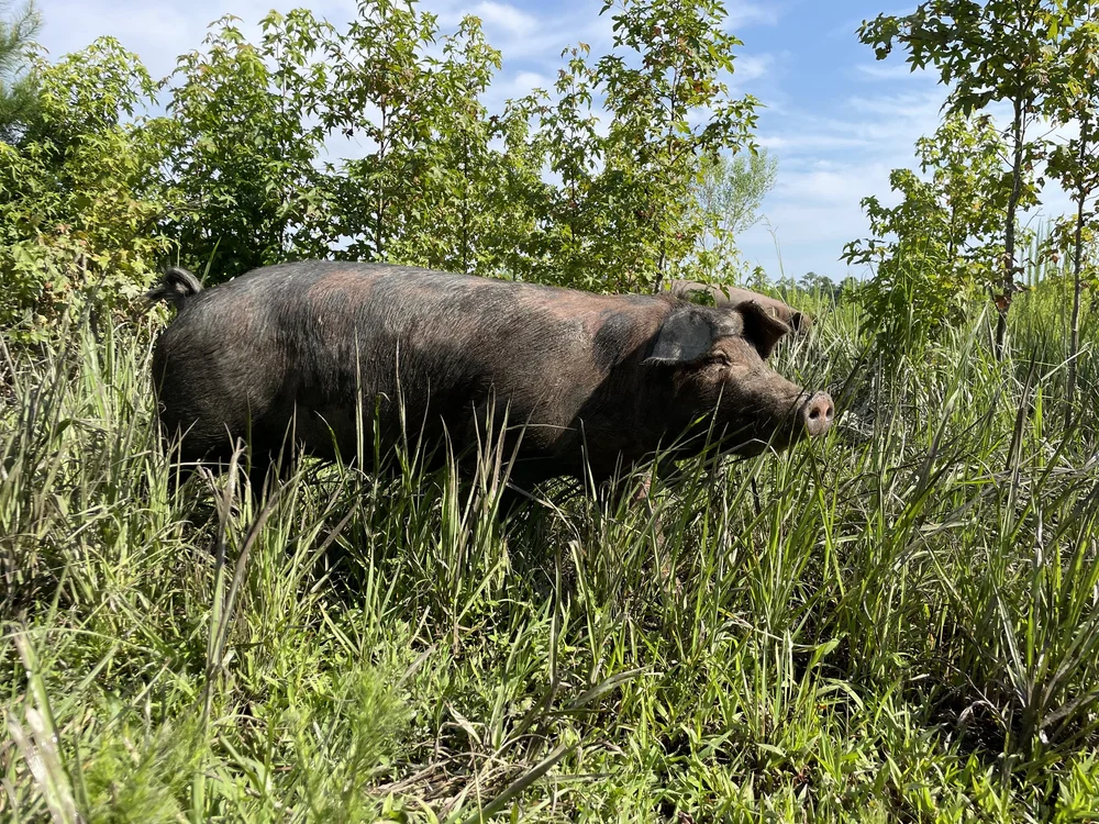 Whole and Half Hog Packages — Cartwright Family Farms